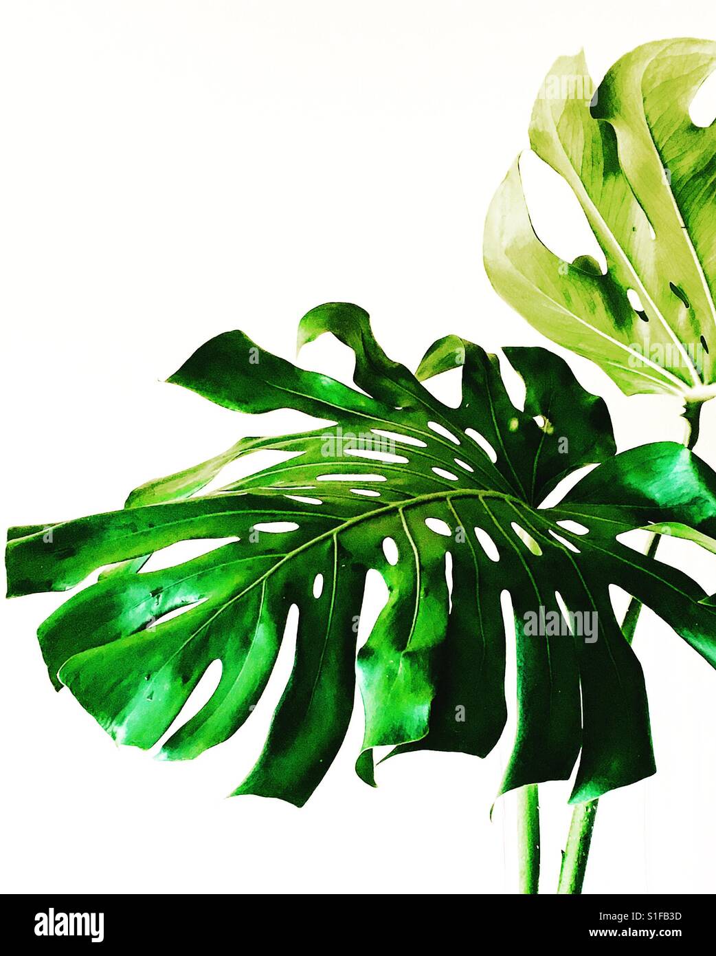 Monstera deliciosa hi-res stock photography and images - Alamy