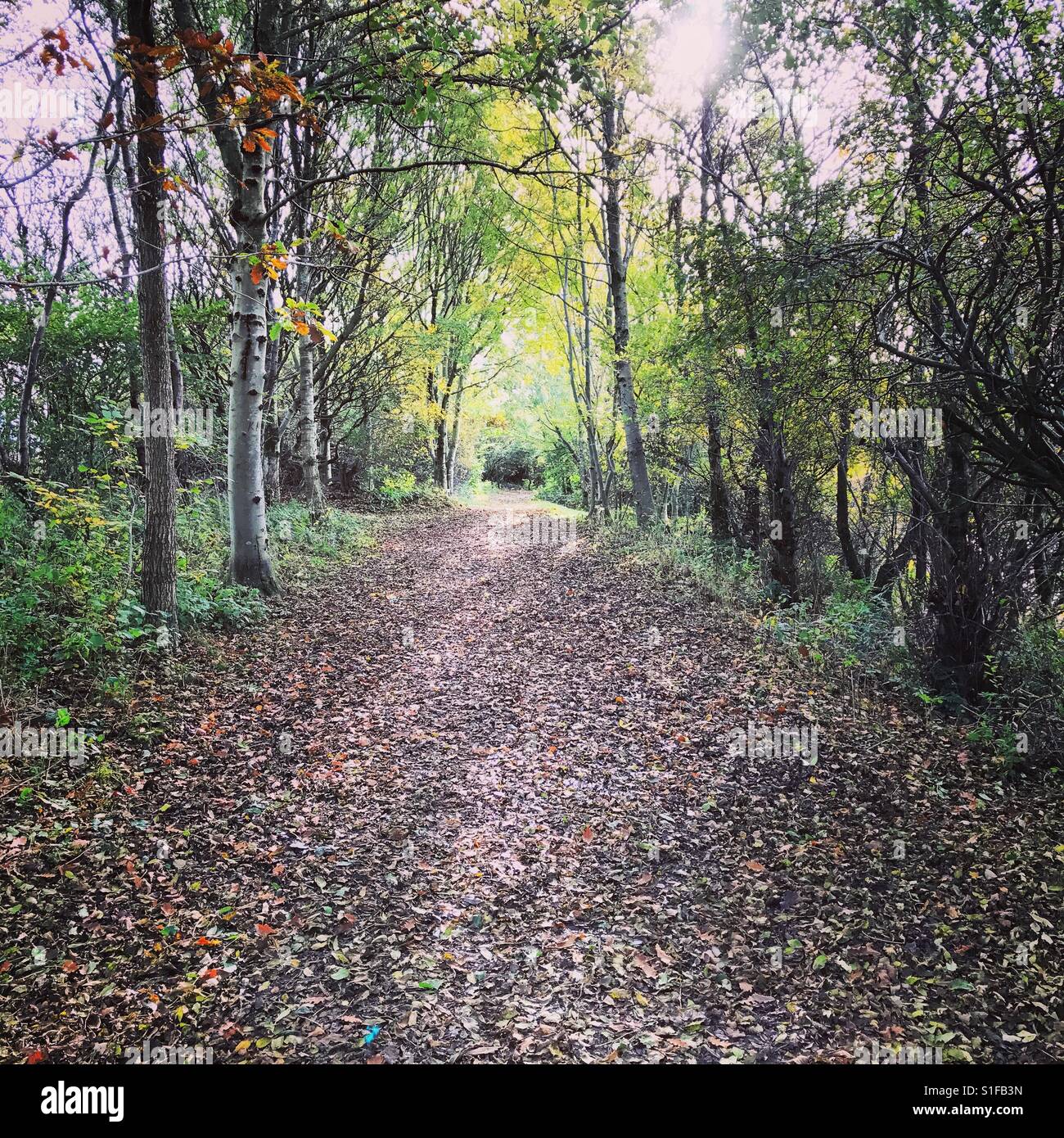 Longlands hi-res stock photography and images - Alamy