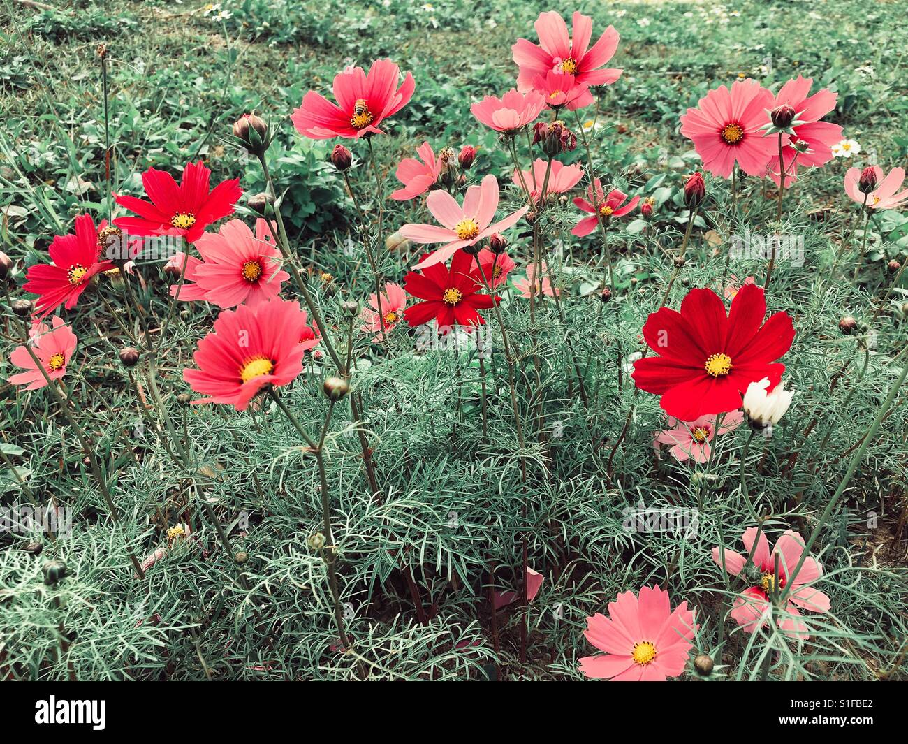 Red wild flowers hi-res stock photography and images - Alamy