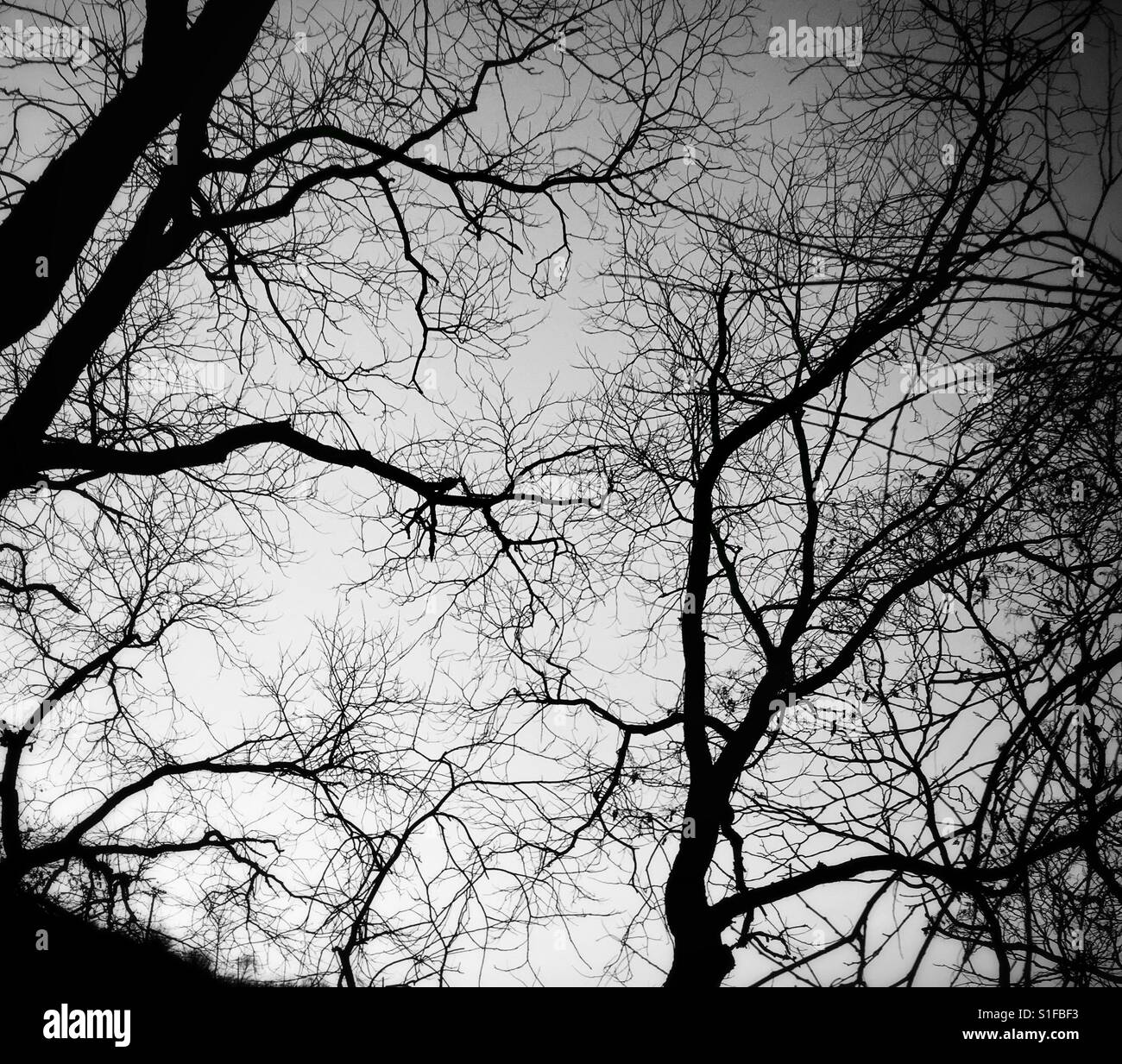 White branches hi-res stock photography and images - Alamy