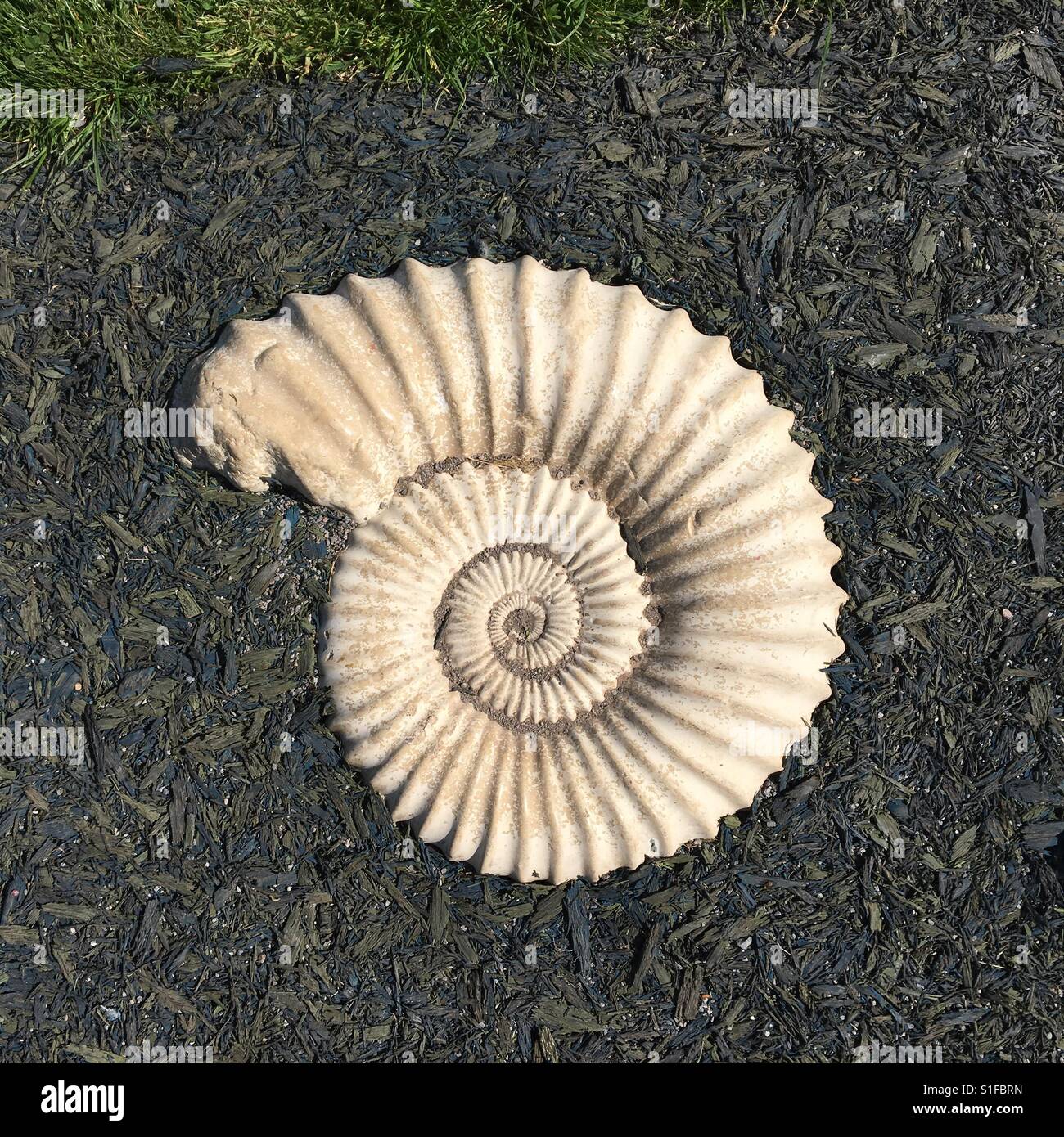 Fossil stone hi-res stock photography and images - Alamy