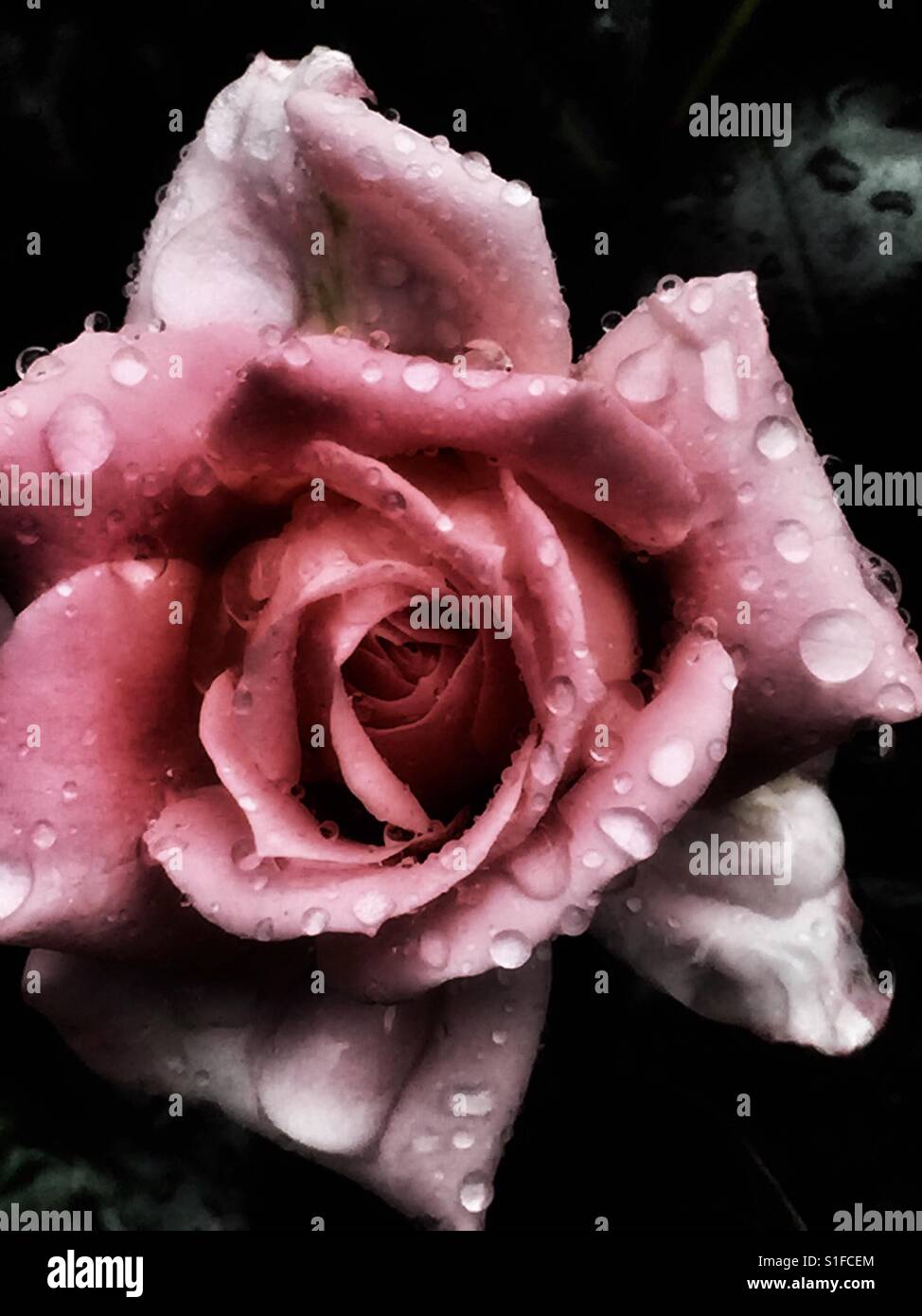 A pretty pink rose in the rain Stock Photo - Alamy