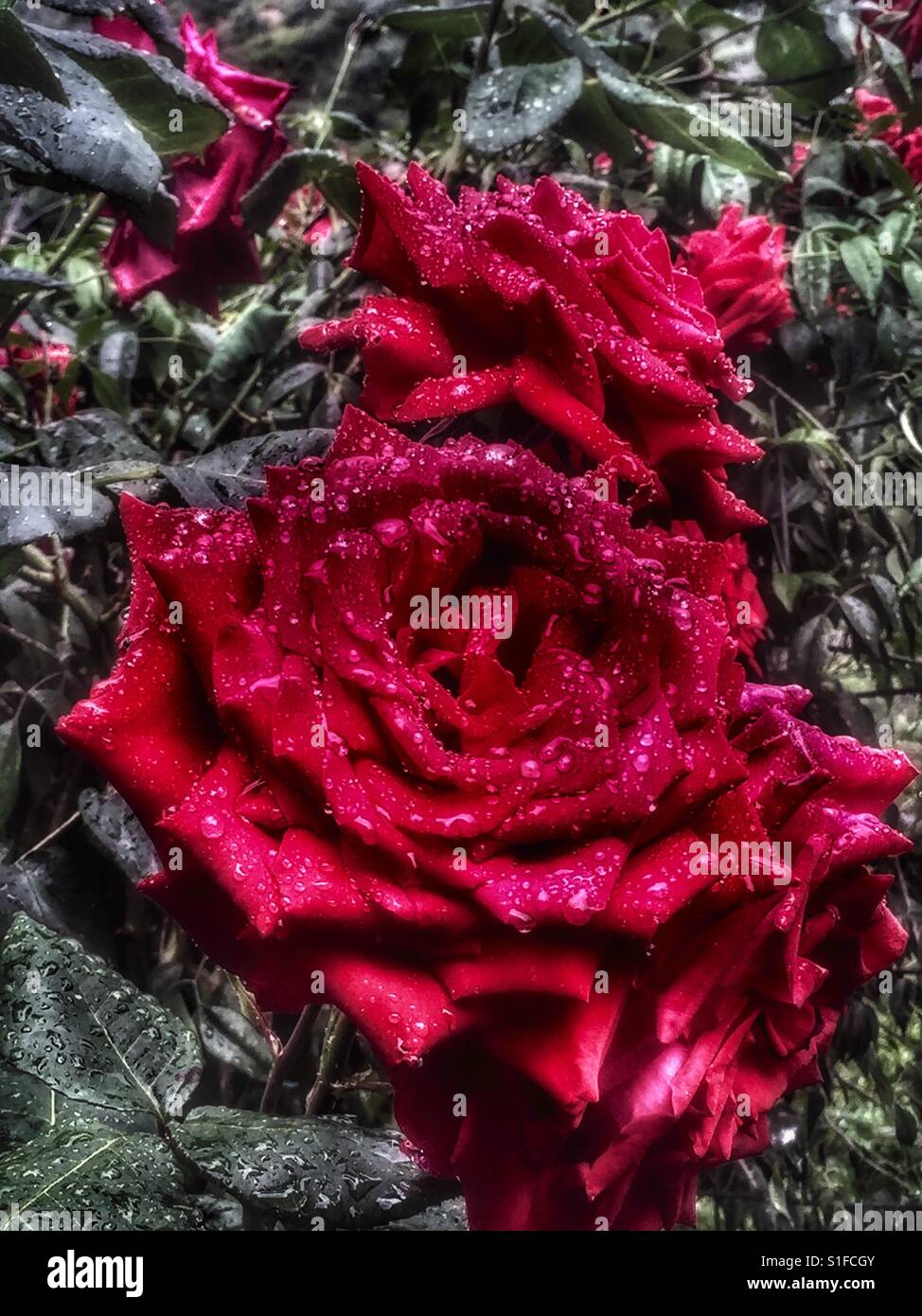Red Roses in the rain Stock Photo - Alamy