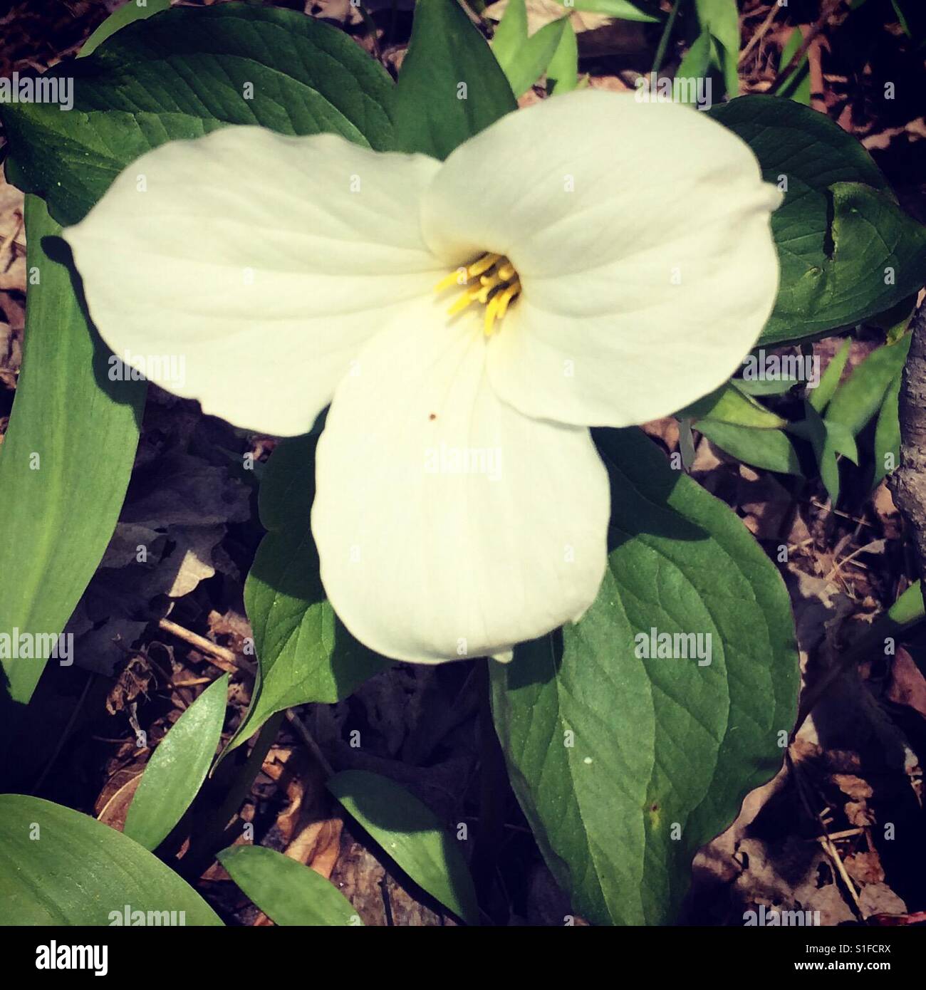 Ontario flowers hi-res stock photography and images - Alamy