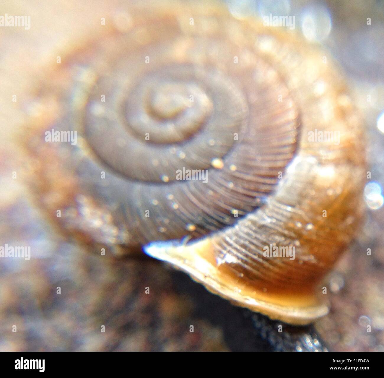 Snail texture hi-res stock photography and images - Alamy