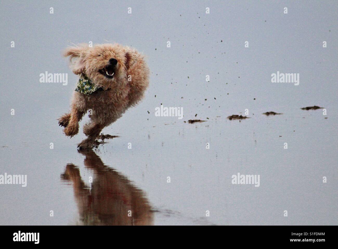 Running paws hi-res stock photography and images - Alamy