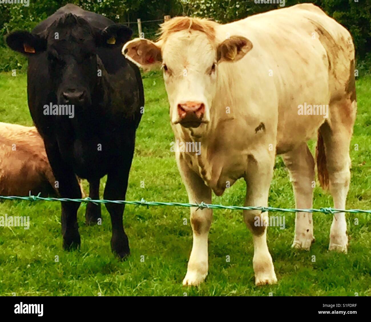 Nosey cows hi-res stock photography and images - Alamy