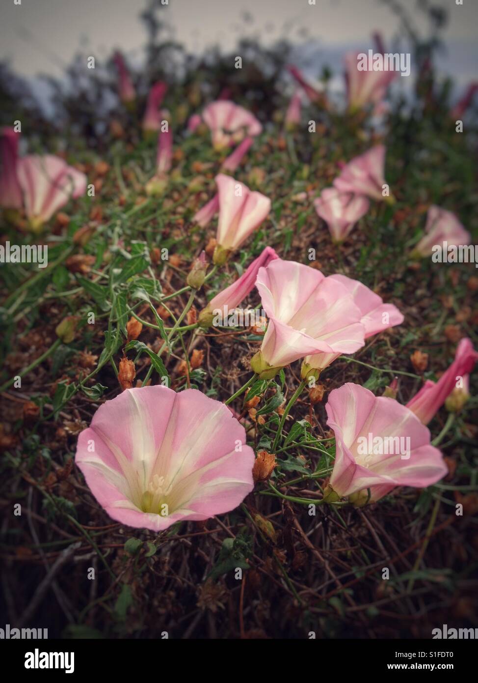Coastal California Flowers Stock Photos & Coastal California Flowers ...