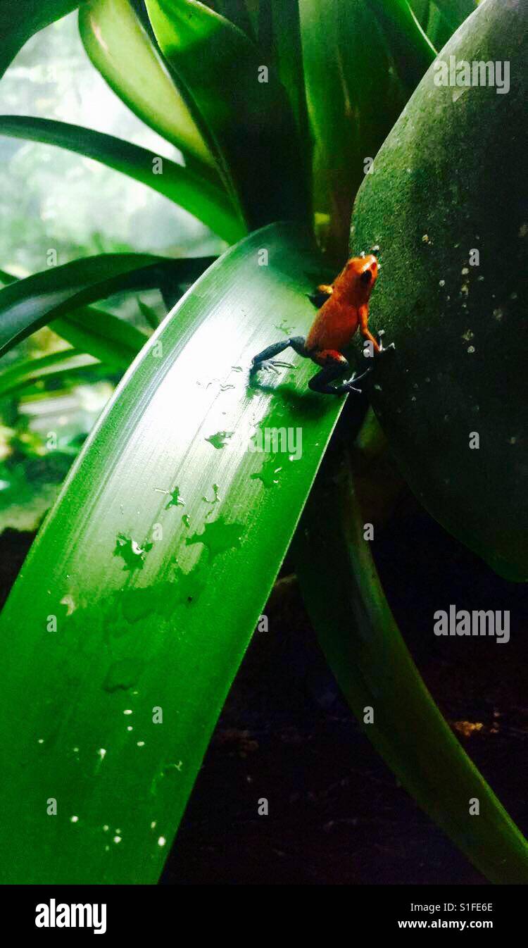 Red frog hi-res stock photography and images - Alamy