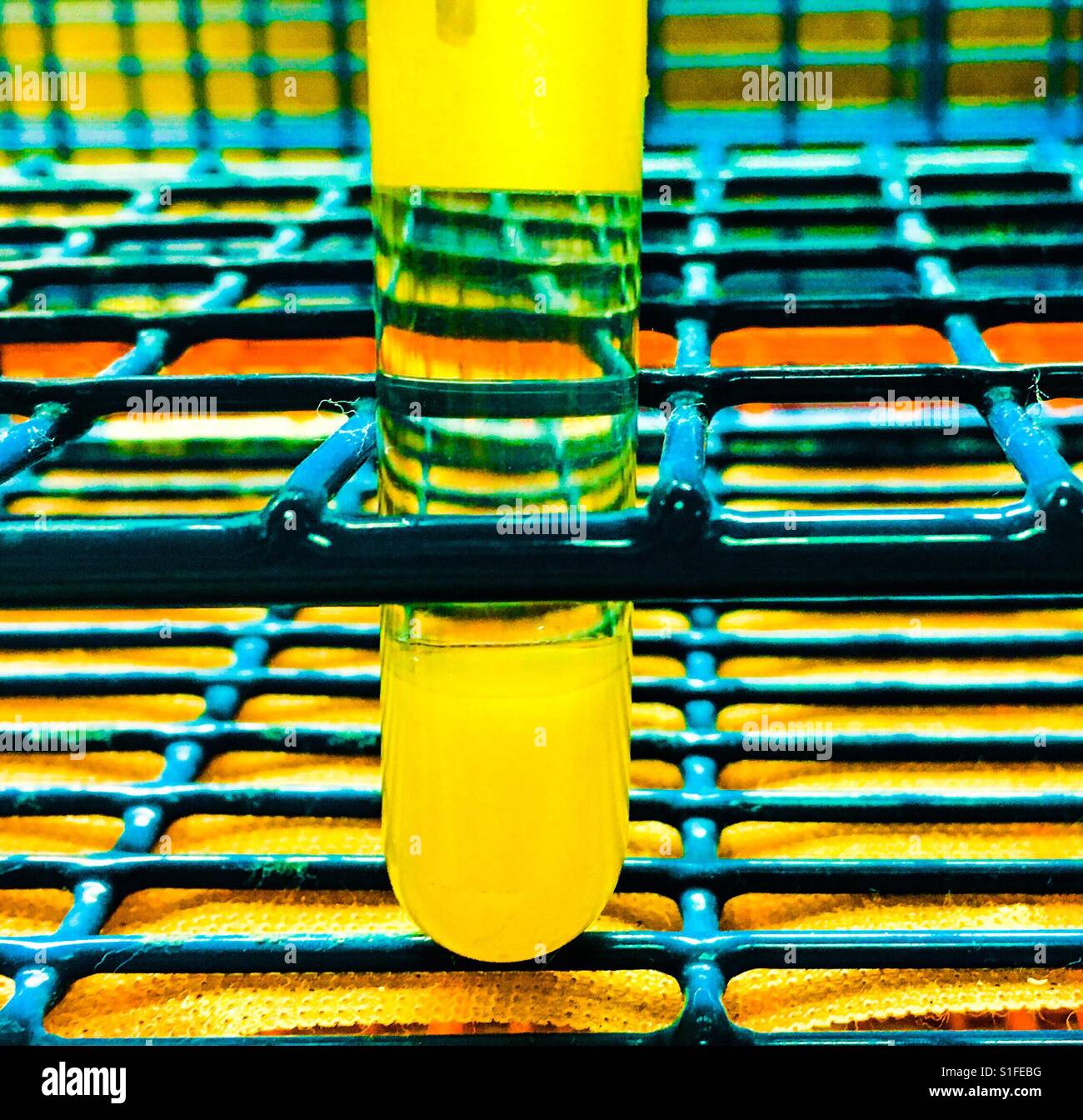 Lab test tube with liquid medium inside Stock Photo - Alamy