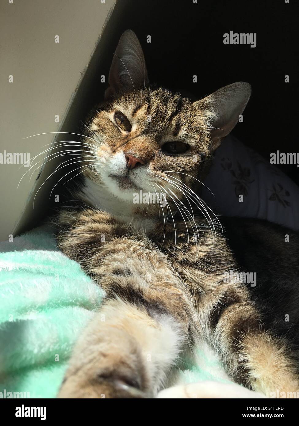 Cat in sun shade hi-res stock photography and images - Alamy