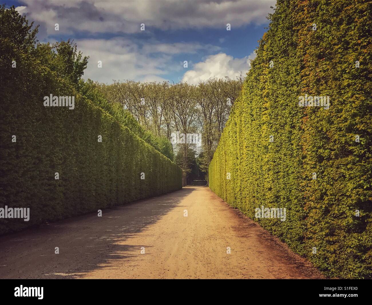 Long path surrounded with trees Stock Photo - Alamy