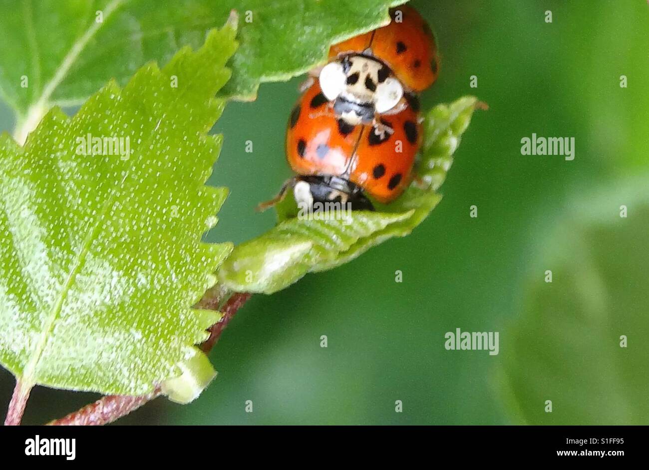 Happy two bugs! Stock Photo - Alamy