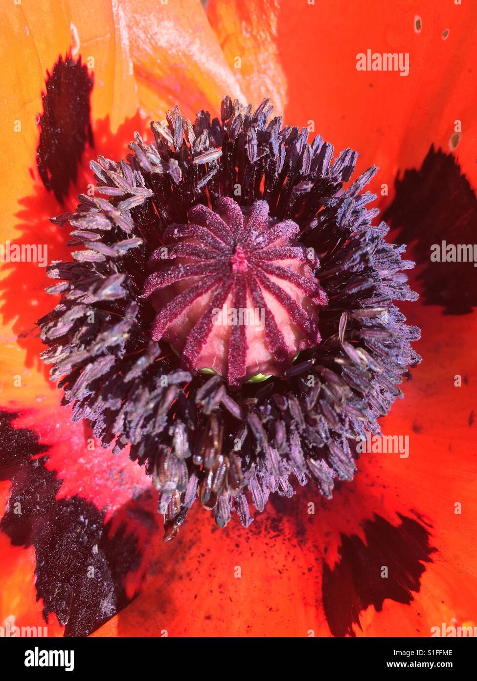 Giant poppy hi-res stock photography and images - Alamy