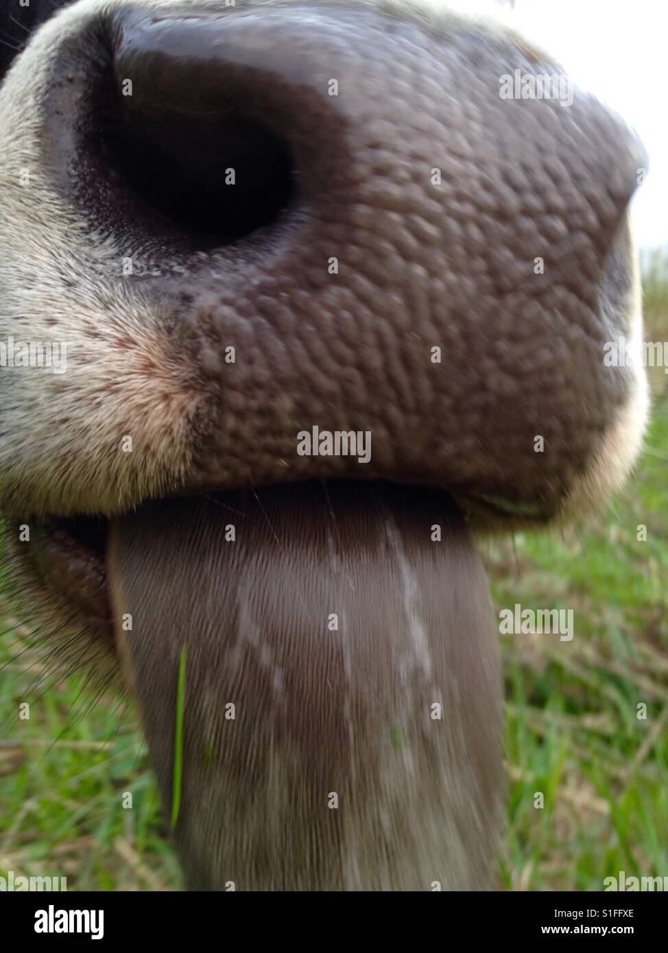 Cow sticking out its tongue hi-res stock photography and images - Alamy