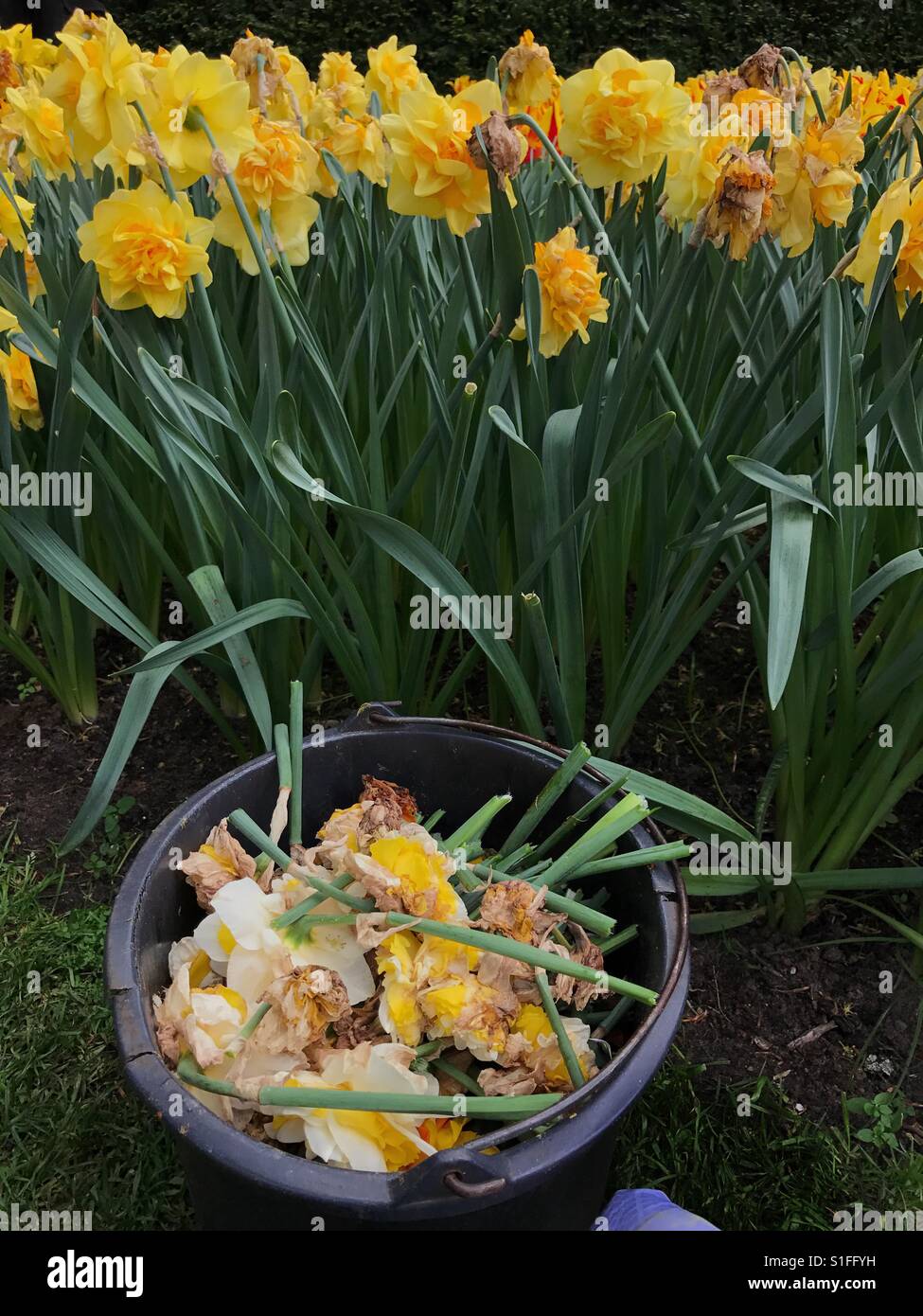 End of Tulip season Stock Photo - Alamy