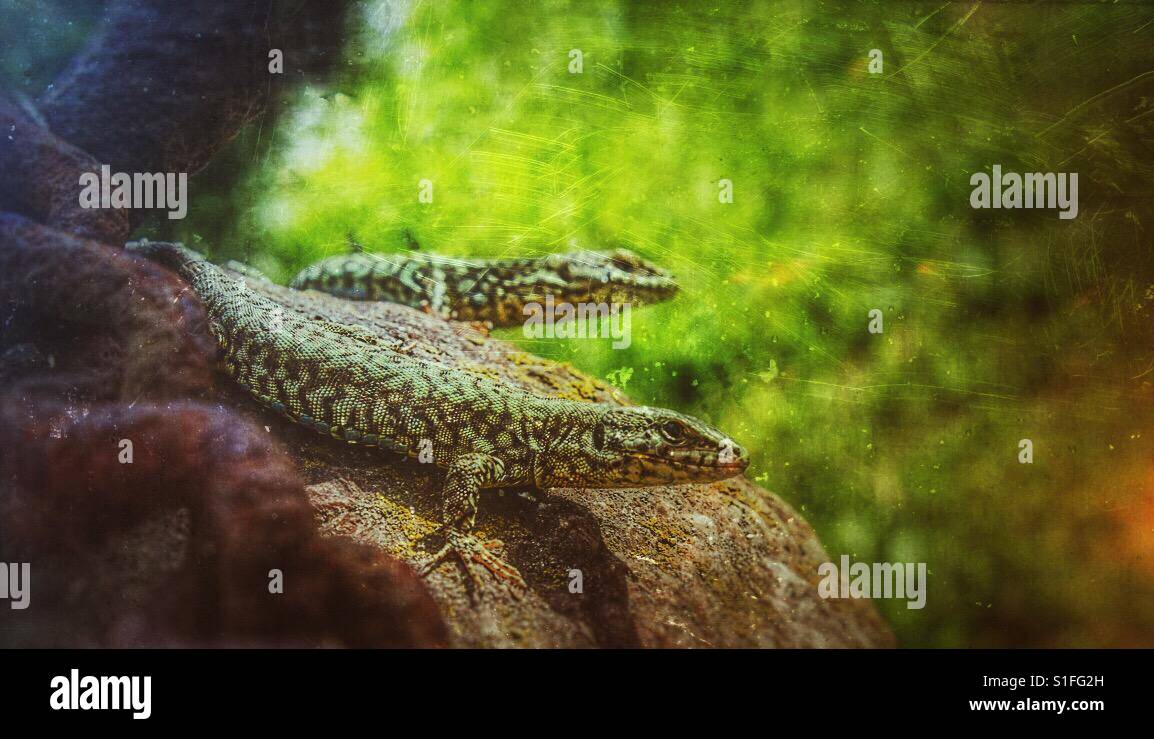 Geko hi-res stock photography and images - Alamy