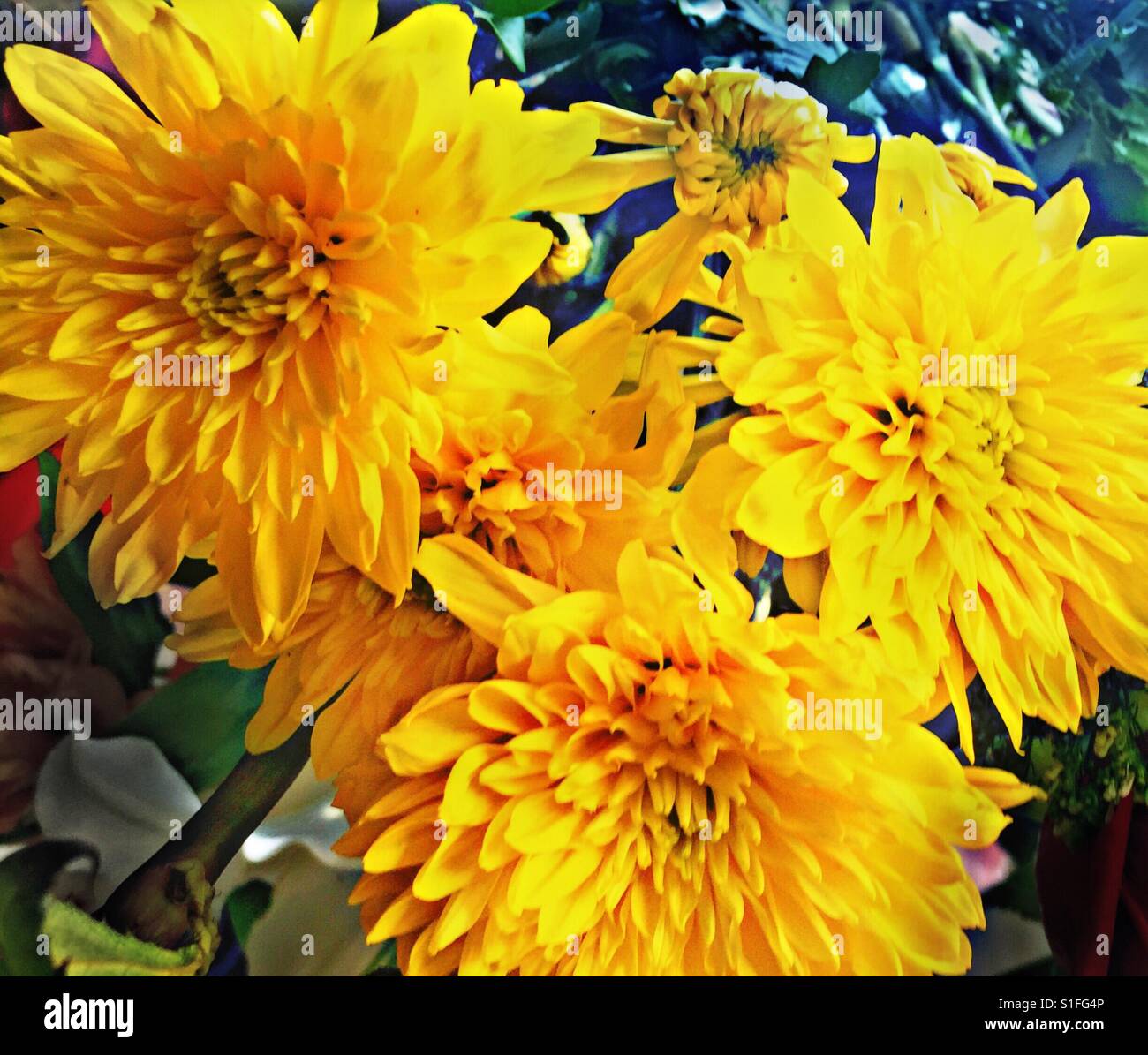 Yellow Mums High Resolution Stock Photography and Images - Alamy