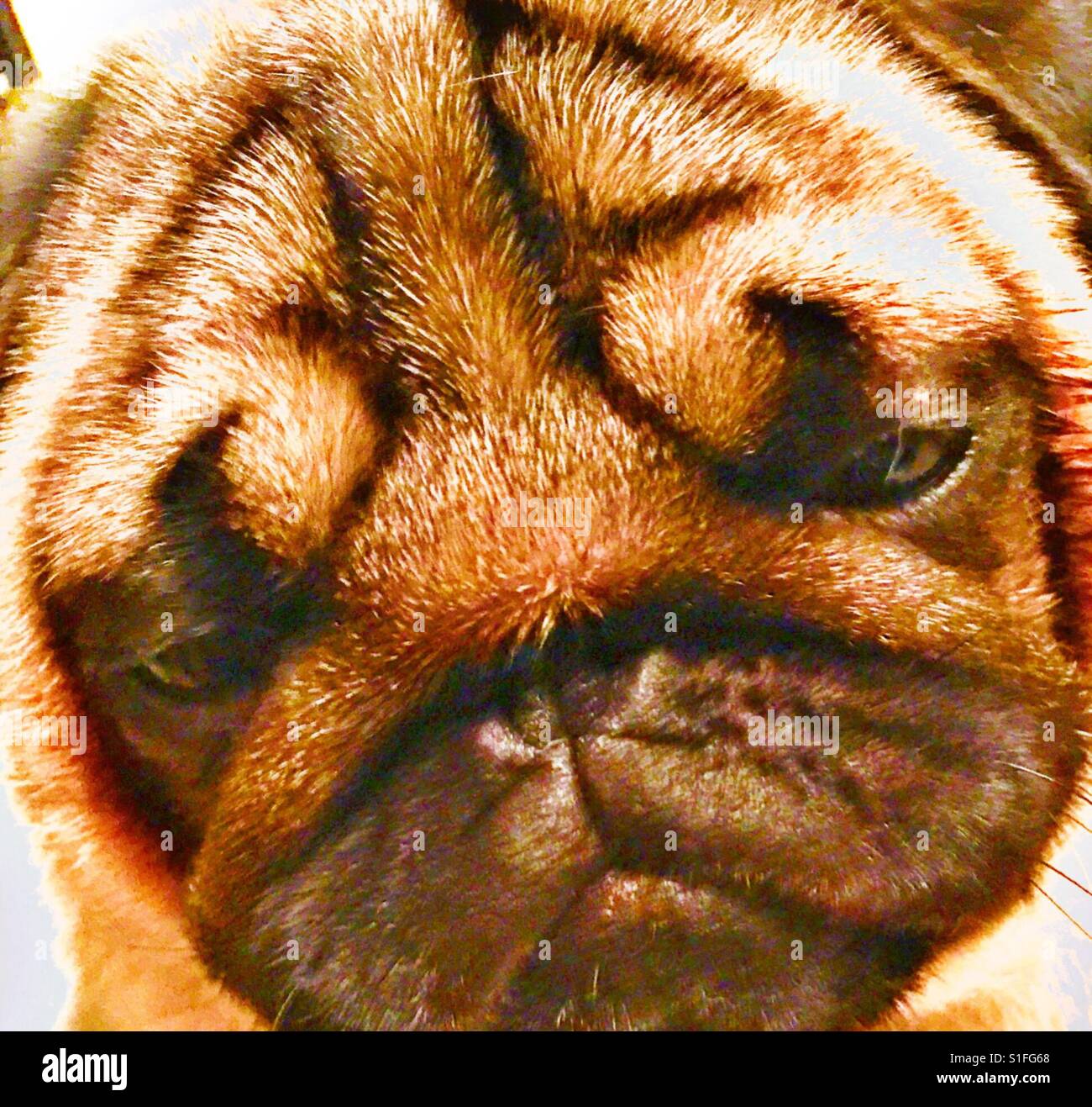 Disappointed Animal Face