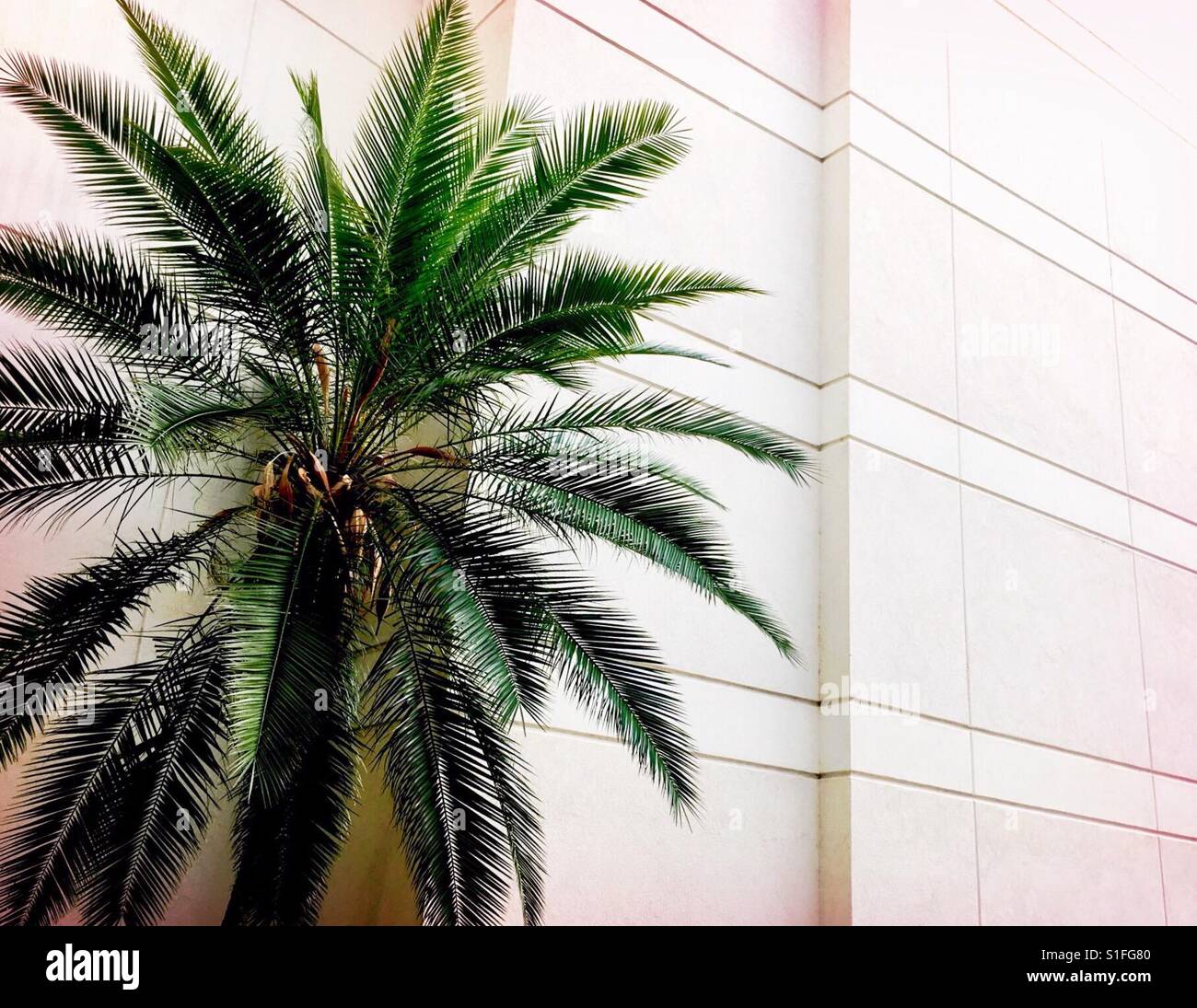 Parallel linespalm trees hi-res stock photography and images - Alamy