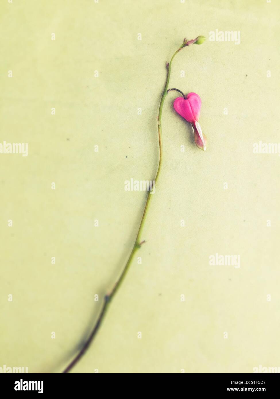 A single bleeding heart flower on a branch Stock Photo - Alamy