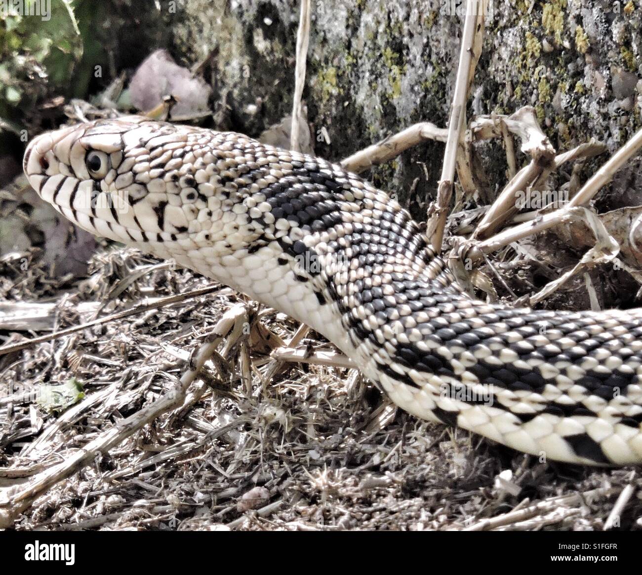 Bull Snake Head