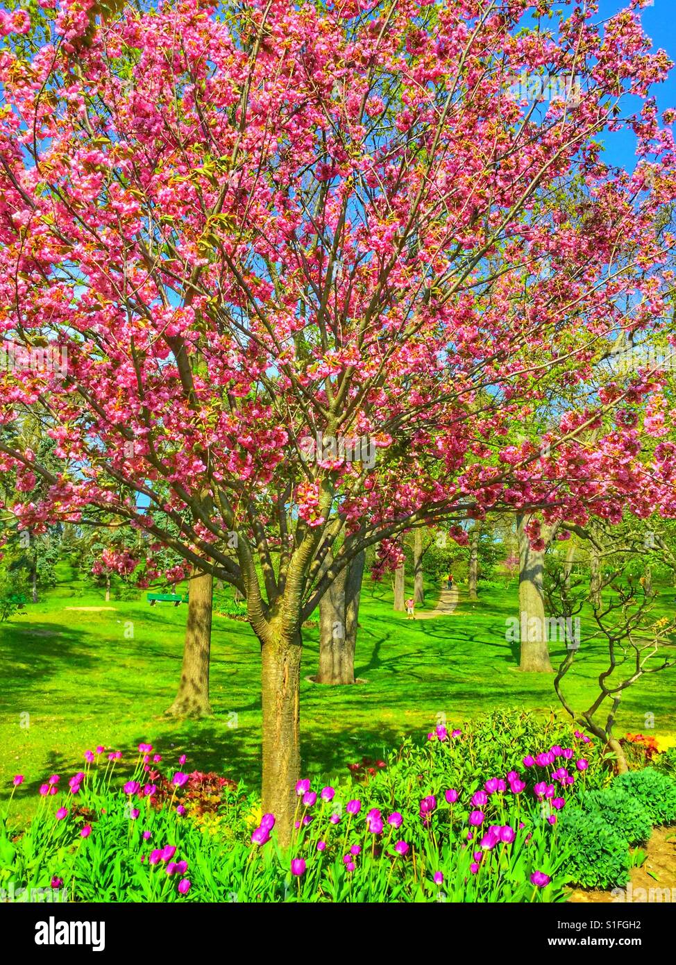 Bold colours of spring Stock Photo - Alamy