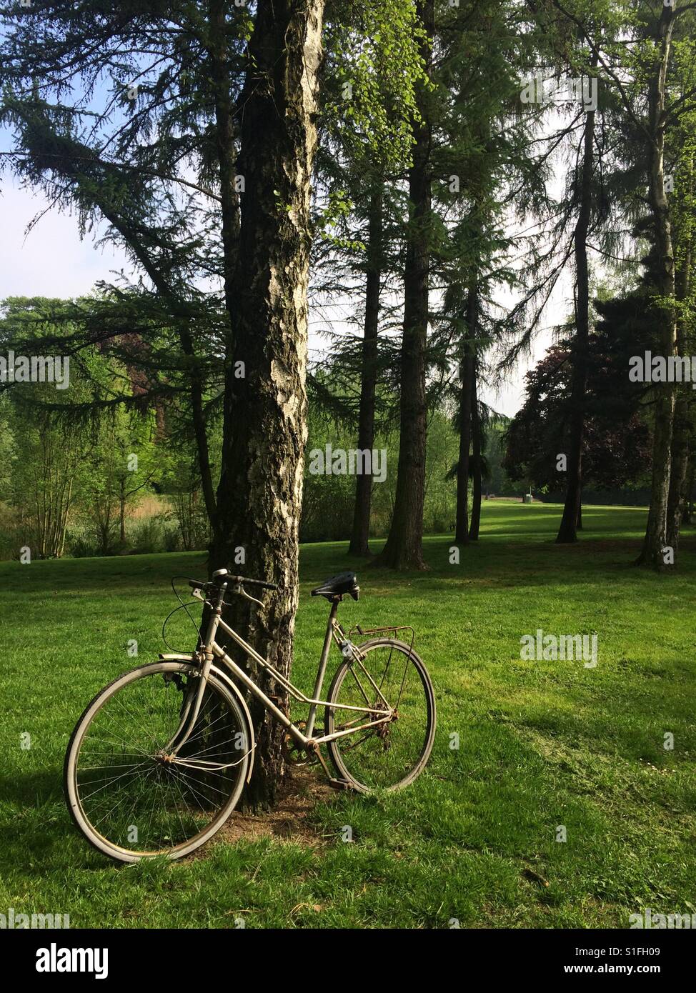 Bicycle leaning against tree hi-res stock photography and images - Alamy