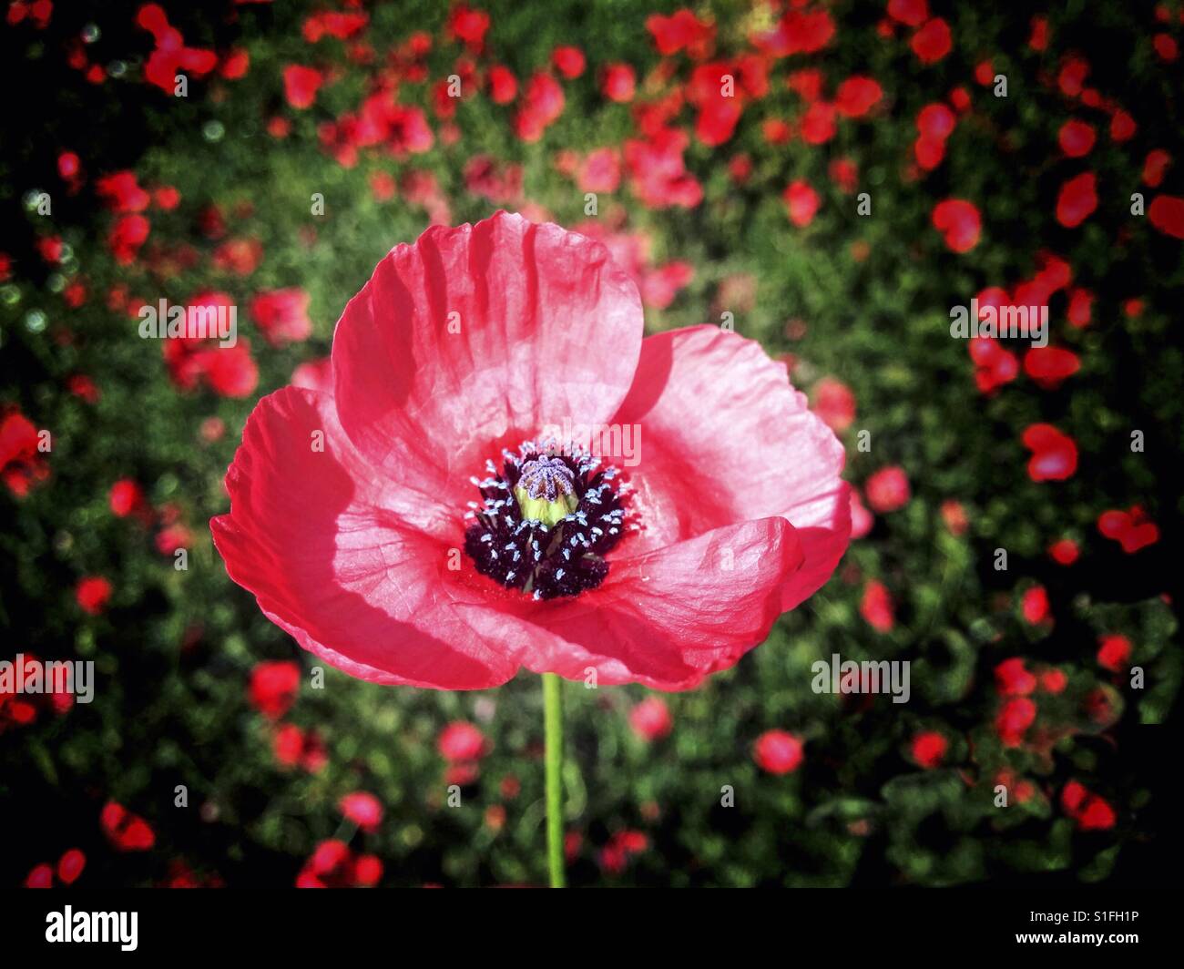 Papaver sp hi-res stock photography and images - Alamy