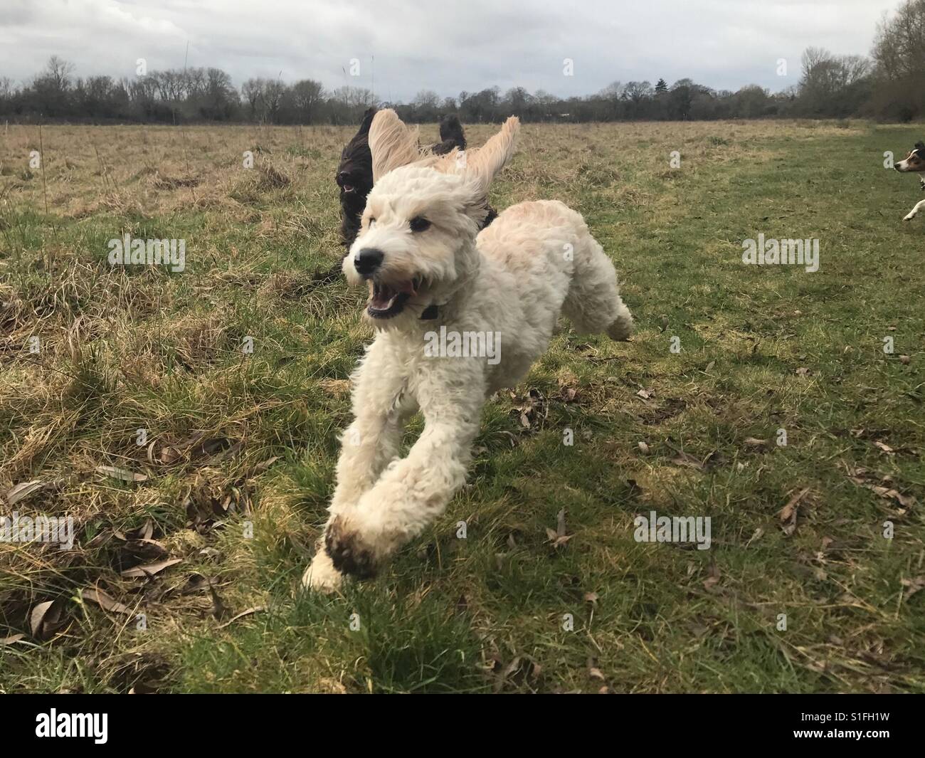 Cockapoo running hi-res stock photography and images - Alamy