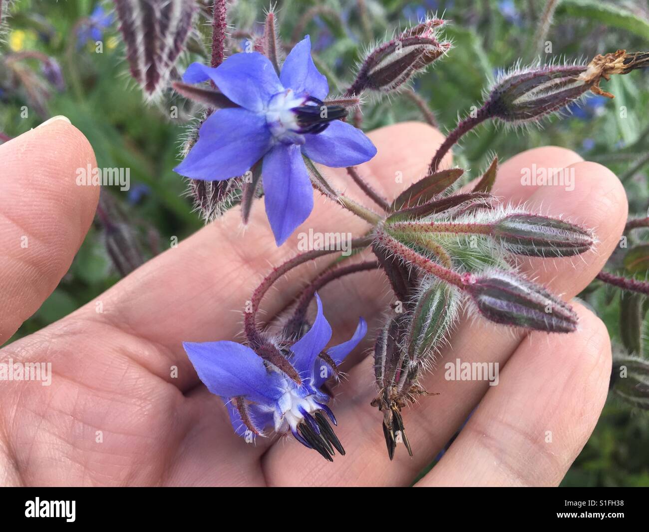 Hand borage hi-res stock photography and images - Alamy