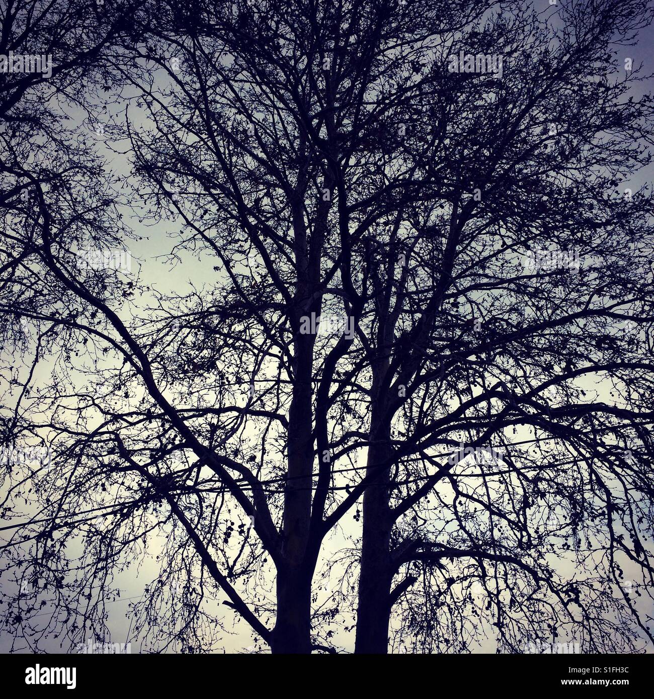 Oak tree in autumn. Battagram, Pakistan Stock Photo - Alamy