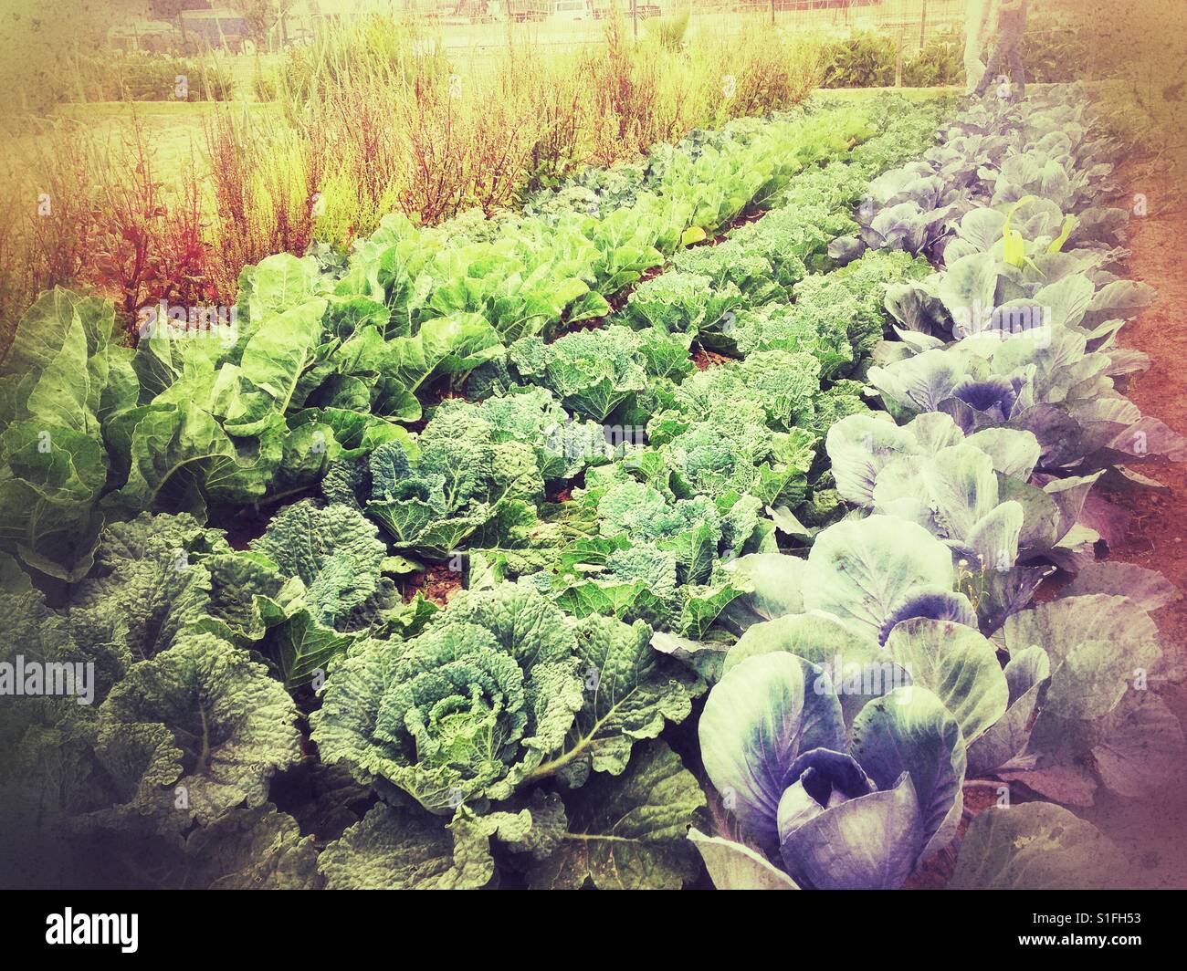 Cabbages growing on a smallholding Stock Photo - Alamy
