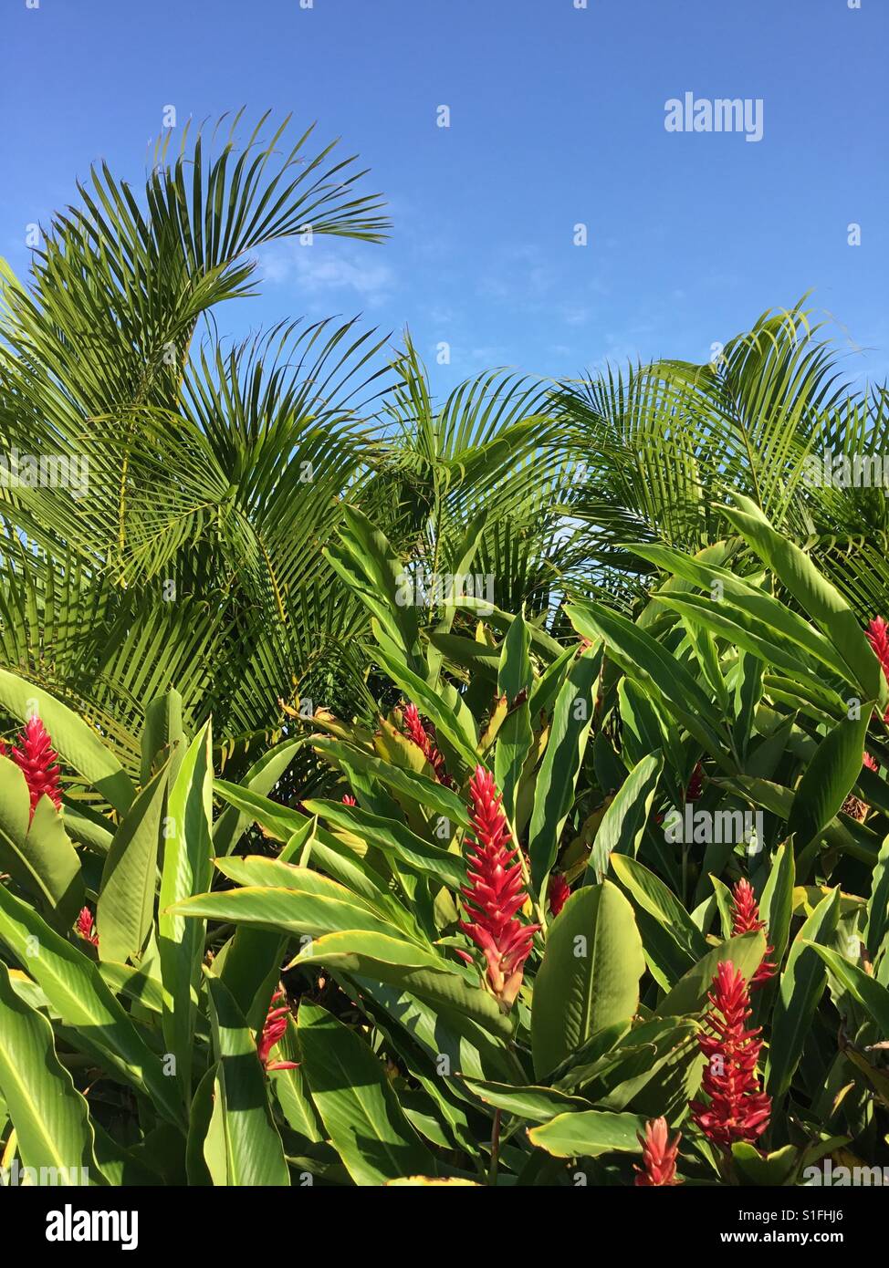 Greenery blue hi-res stock photography and images - Alamy