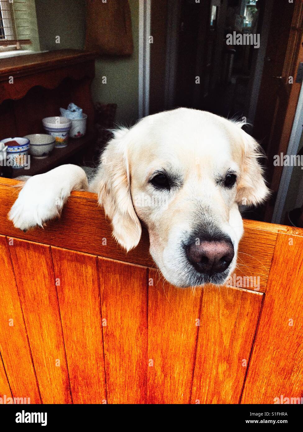 Postman dog royal mail hi-res stock photography and images - Alamy