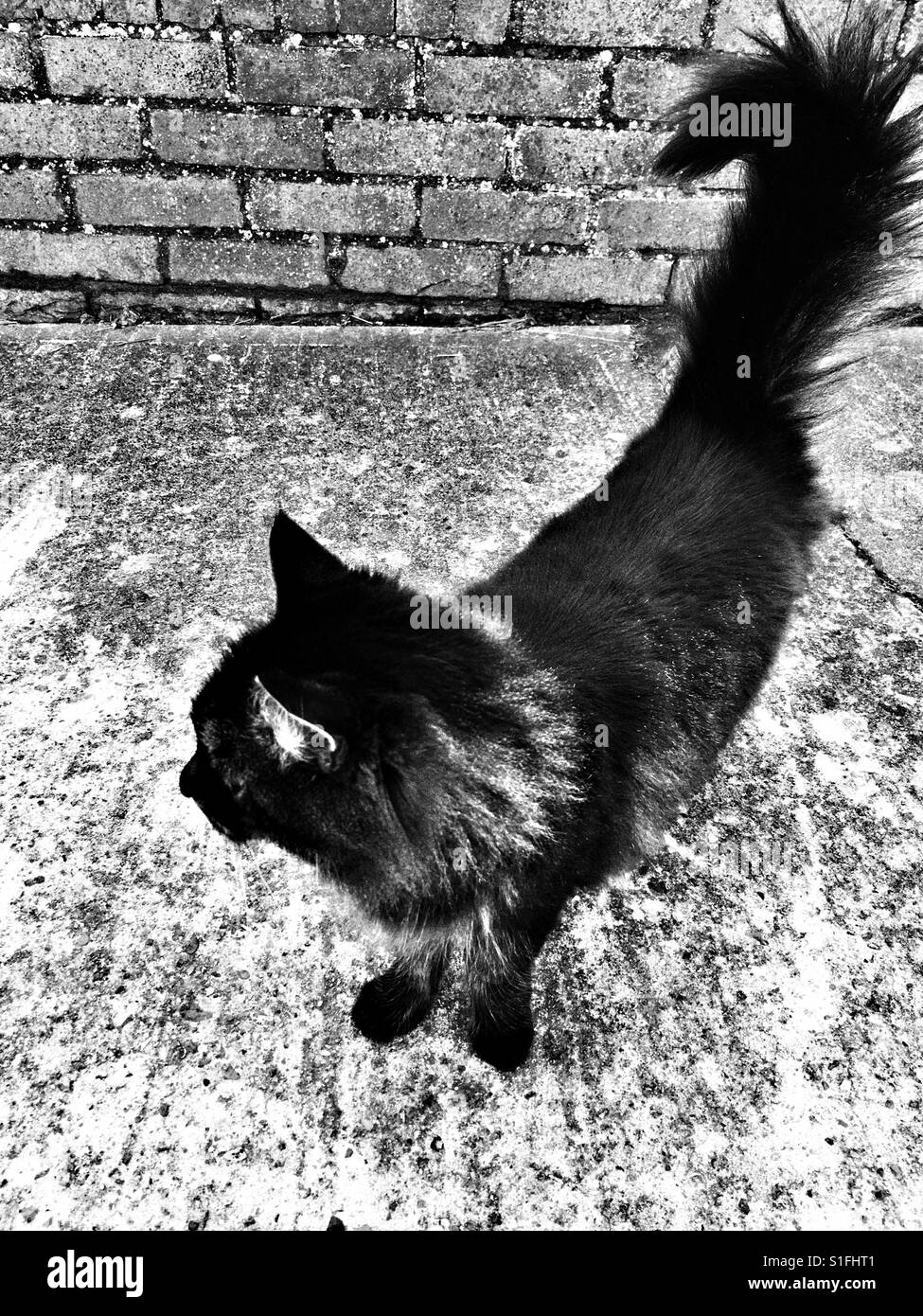 Black cat crossing photographer's path Stock Photo - Alamy