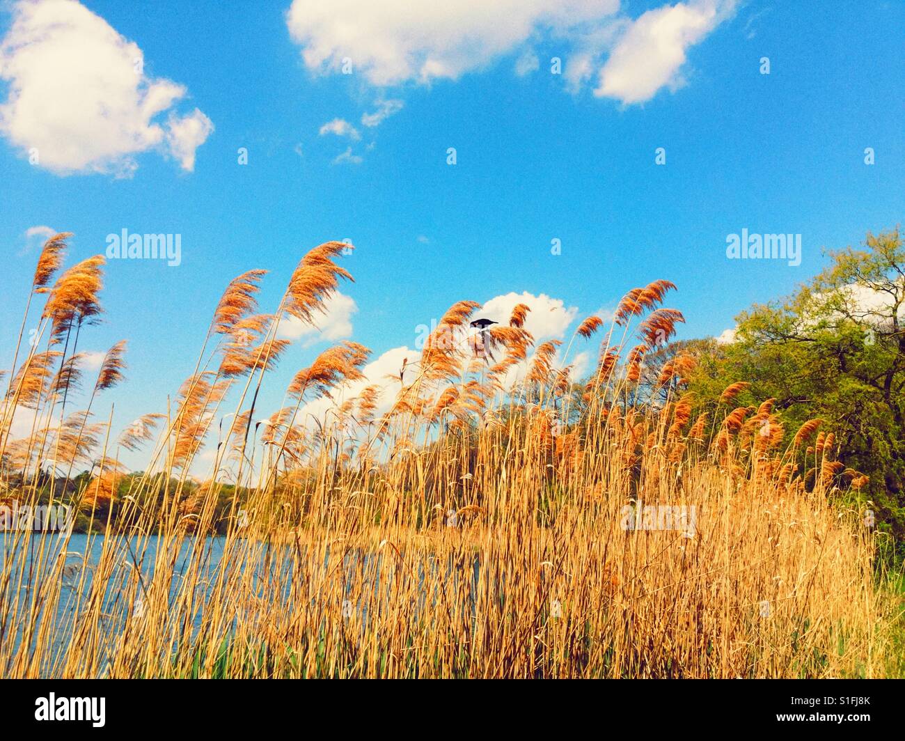 Bushes swaying in the wind Stock Photo - Alamy