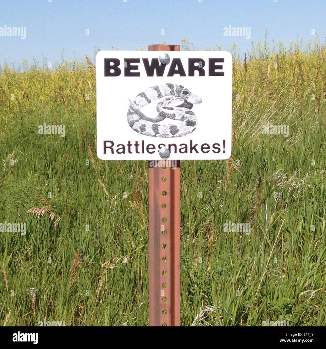 Rattlesnakes hi-res stock photography and images - Alamy