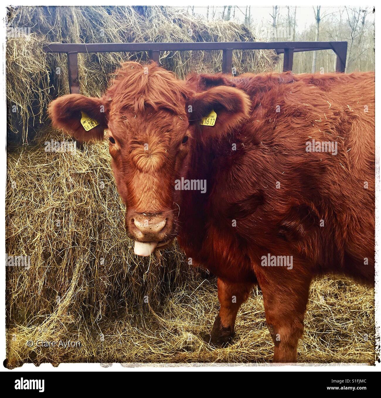Cheeky Cow High Resolution Stock Photography and Images - Alamy