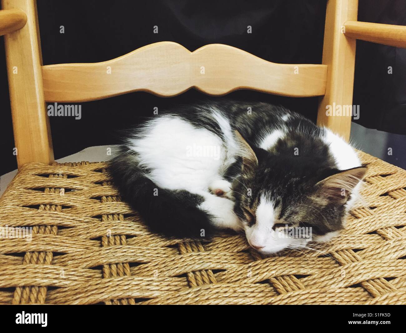 Very cute kitten on chair hi-res stock photography and images - Alamy
