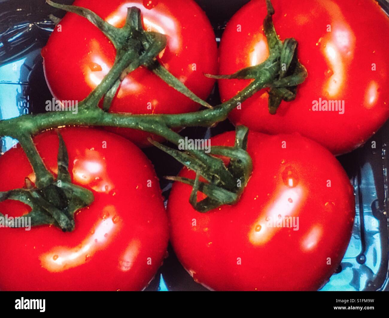 English vine hi-res stock photography and images - Alamy