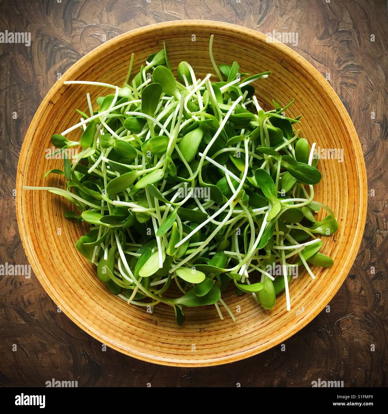 A bowl of sunflower sprouts Stock Photo - Alamy