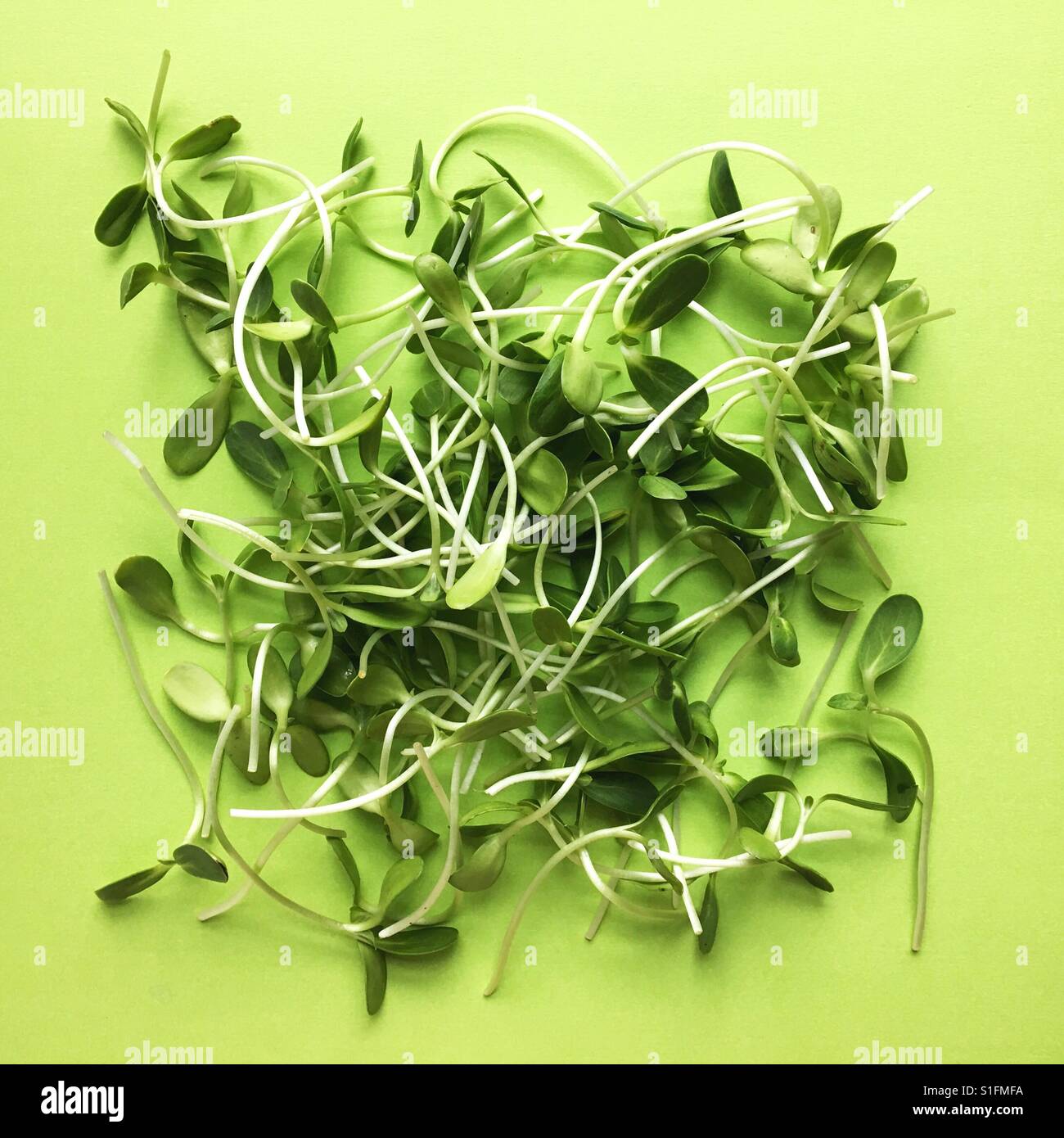 Sprouted sunflower hi-res stock photography and images - Alamy