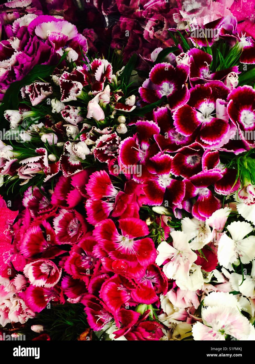 White flower with pink edge hi-res stock photography and images - Alamy