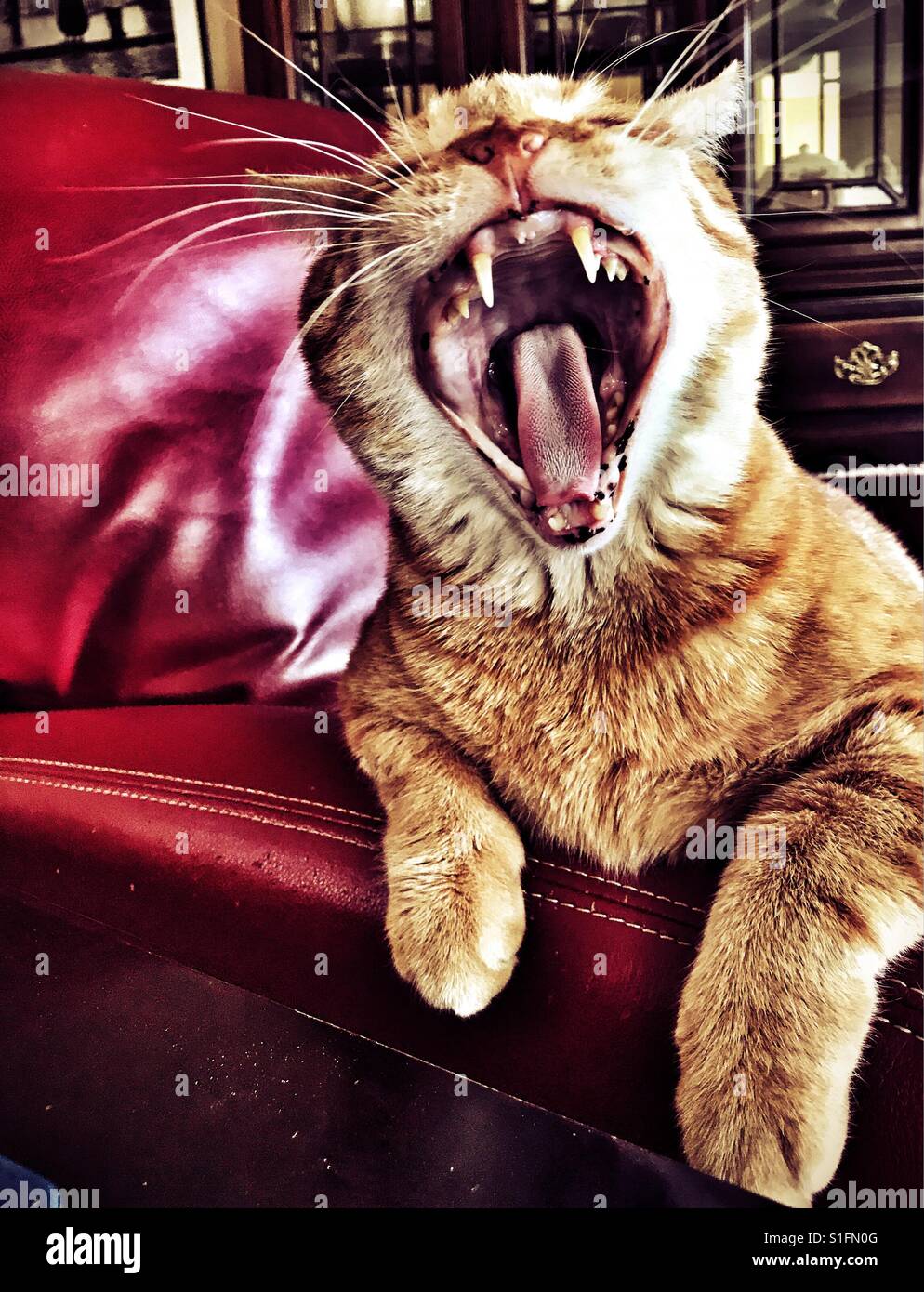 Kitty Fierce High Resolution Stock Photography and Images - Alamy