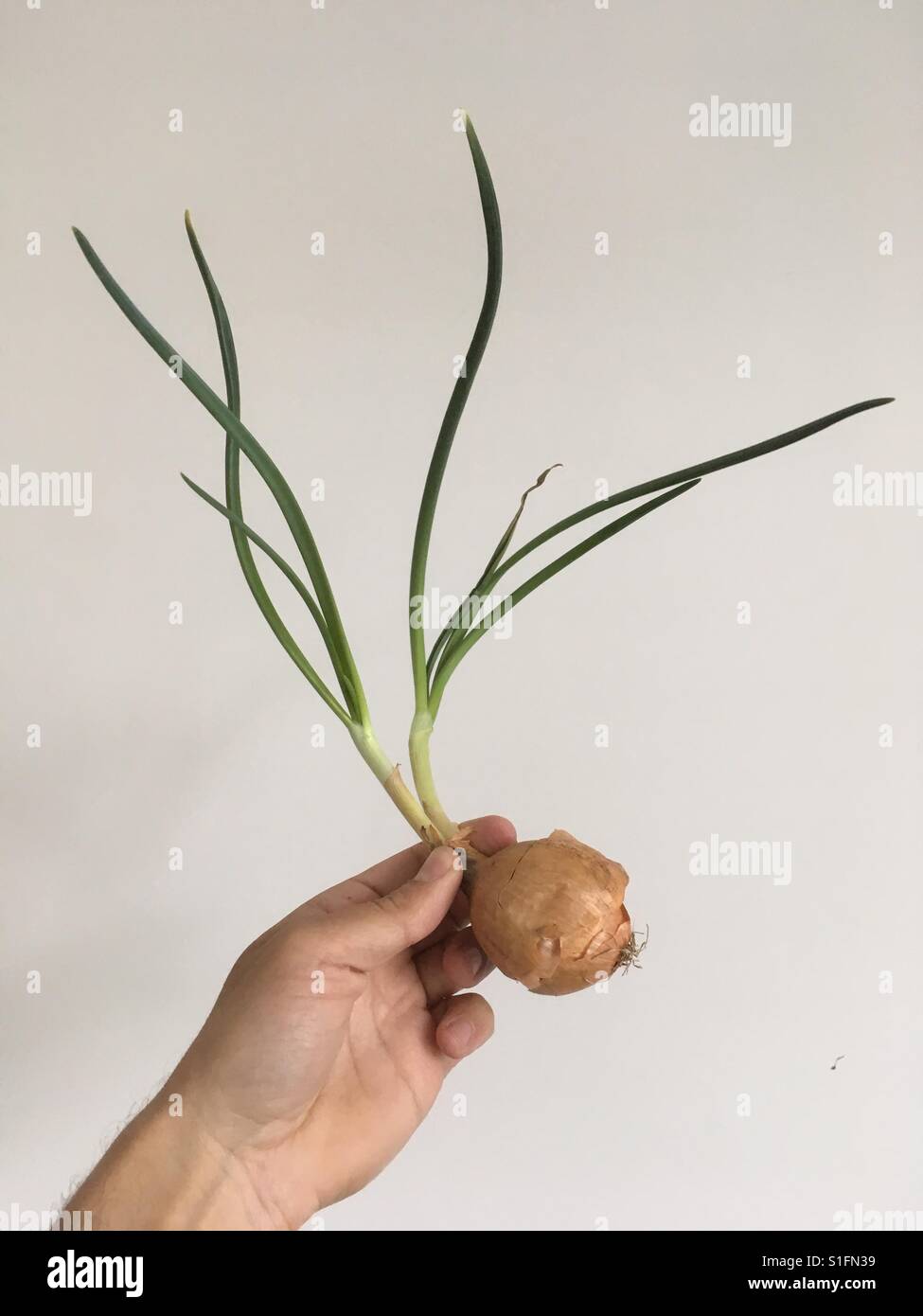 Root cultivation hi-res stock photography and images - Alamy