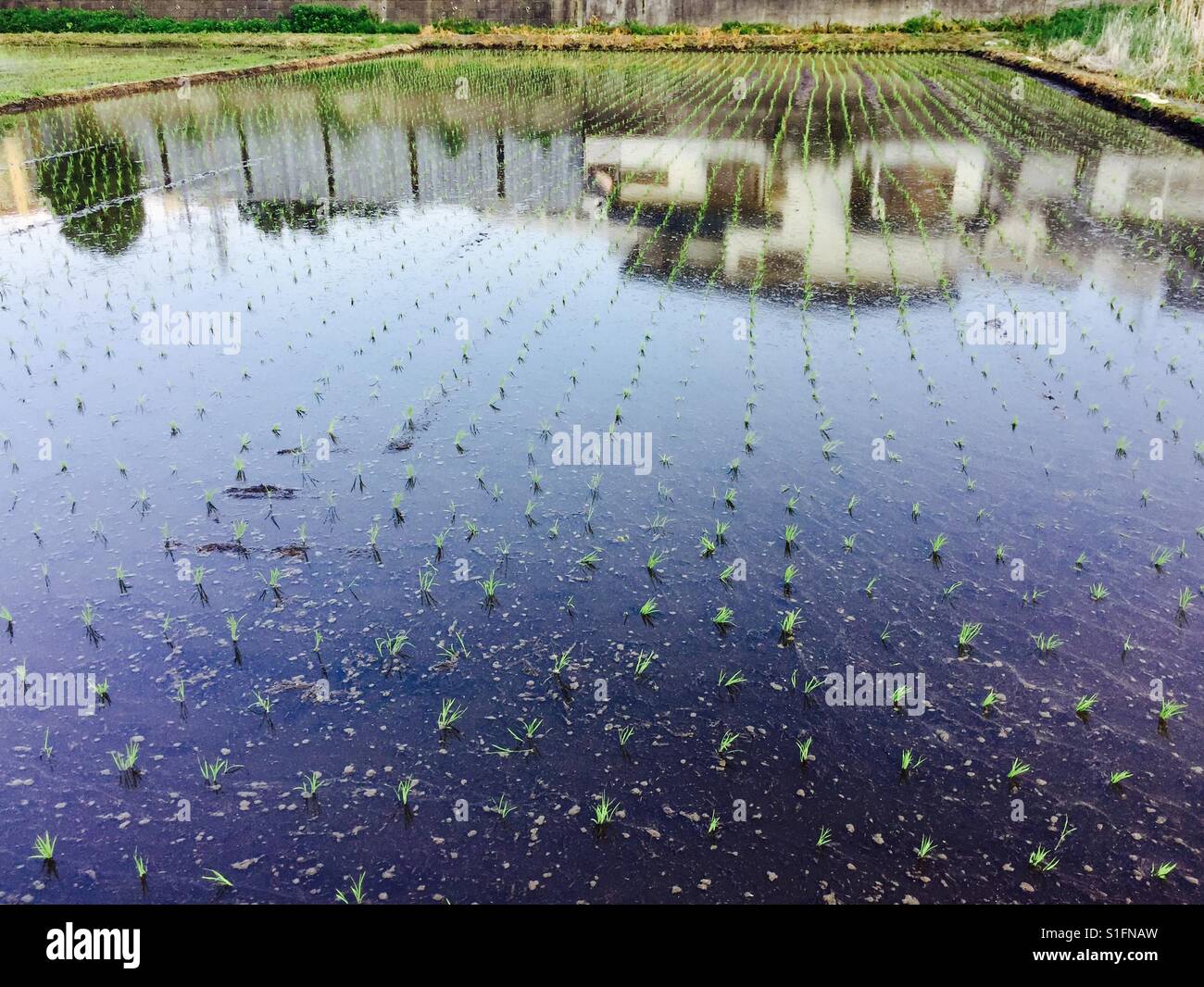 Planted Rice High Resolution Stock Photography and Images - Alamy