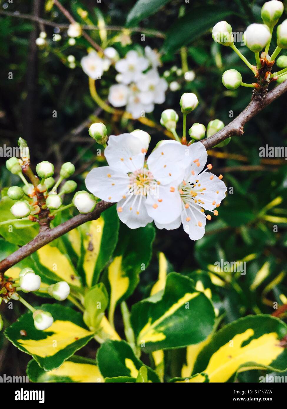 Must see springtime blooms hi-res stock photography and images - Alamy