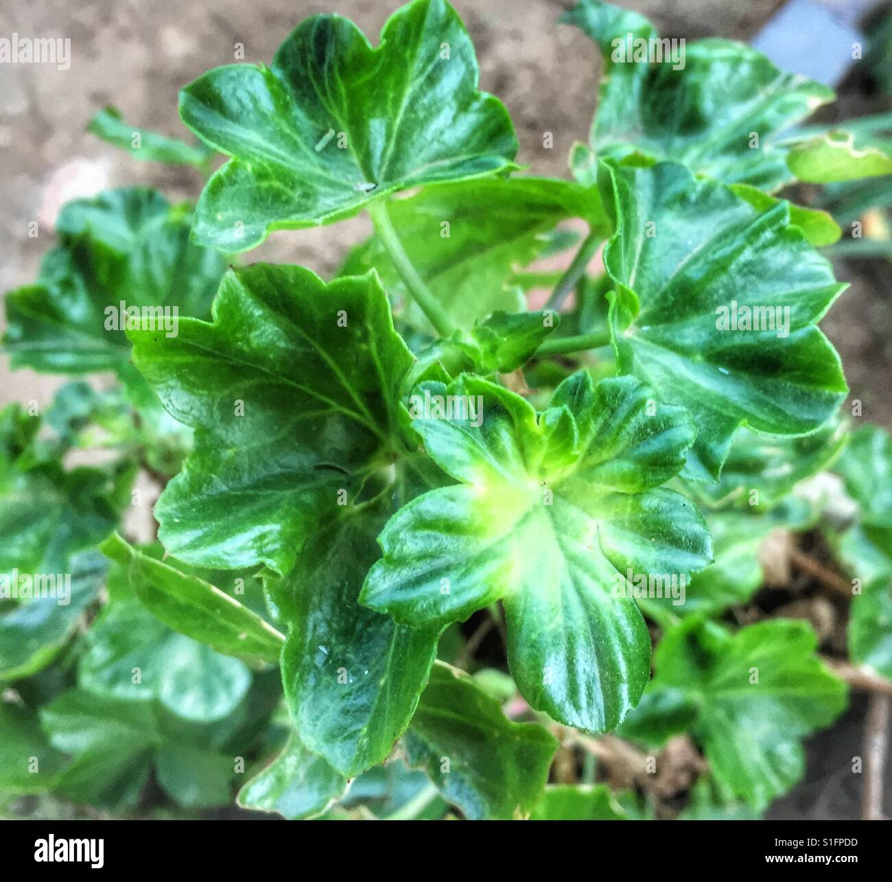 Mallow leaves hi-res stock photography and images - Alamy