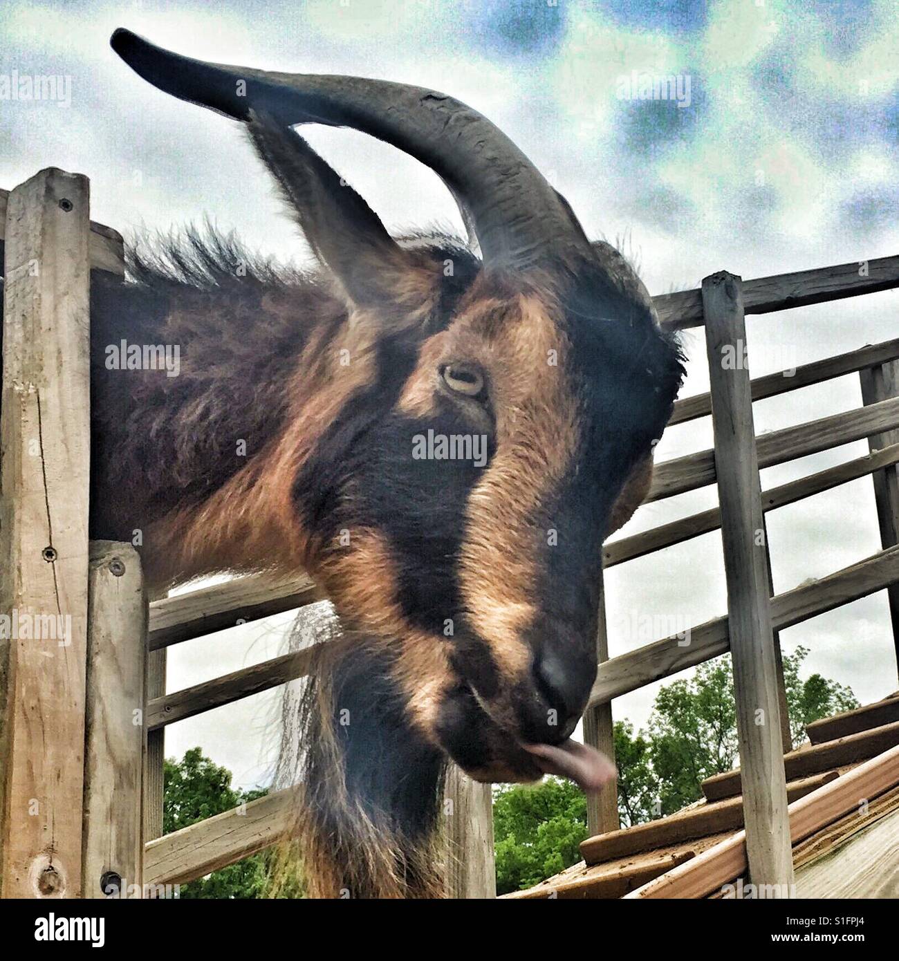 Silly goat hi-res stock photography and images - Alamy